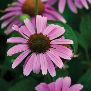 Echinacea Prairie Splendor Rose Compact 10 Seeds - Etsy