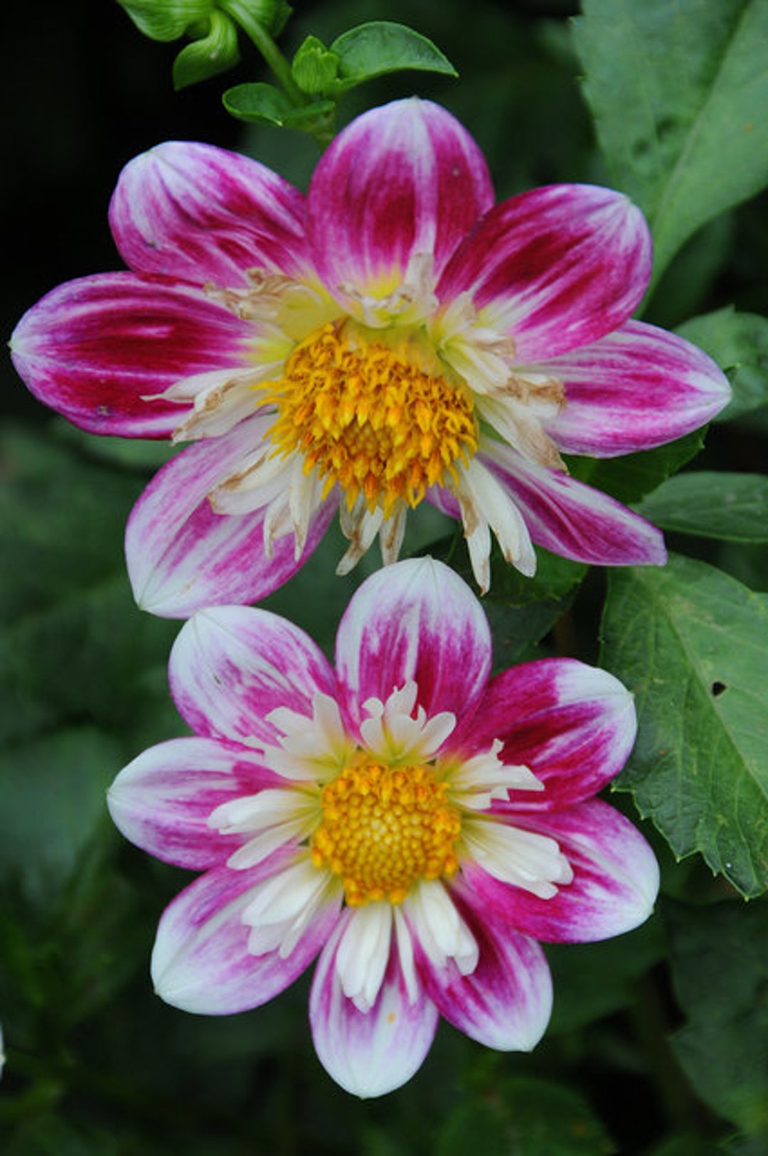 Dahlia Dandy Improved Mix 25 Seeds - Etsy