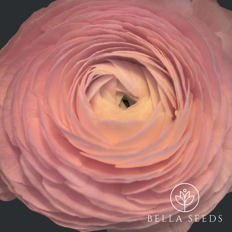 Ranunculus Bouquet - Etsy