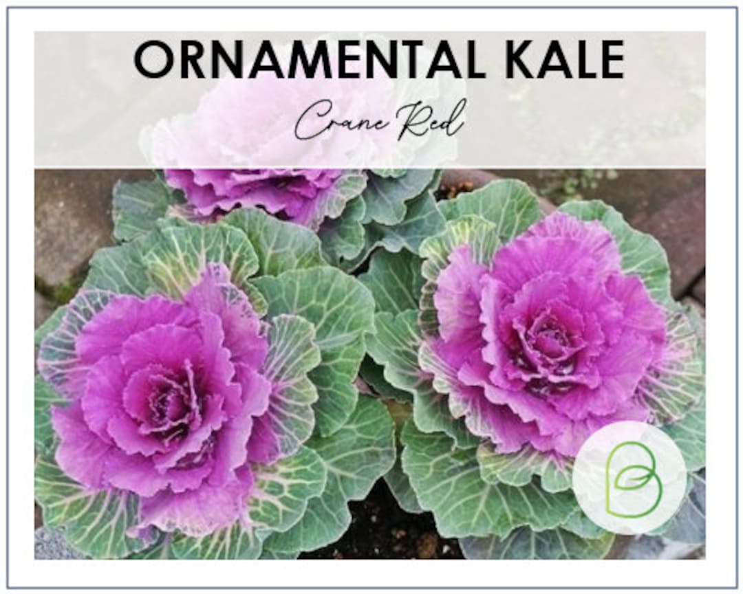 Red Flowering Kale Seeds || Ornamental Plant Seeds || Easy to Grow ...