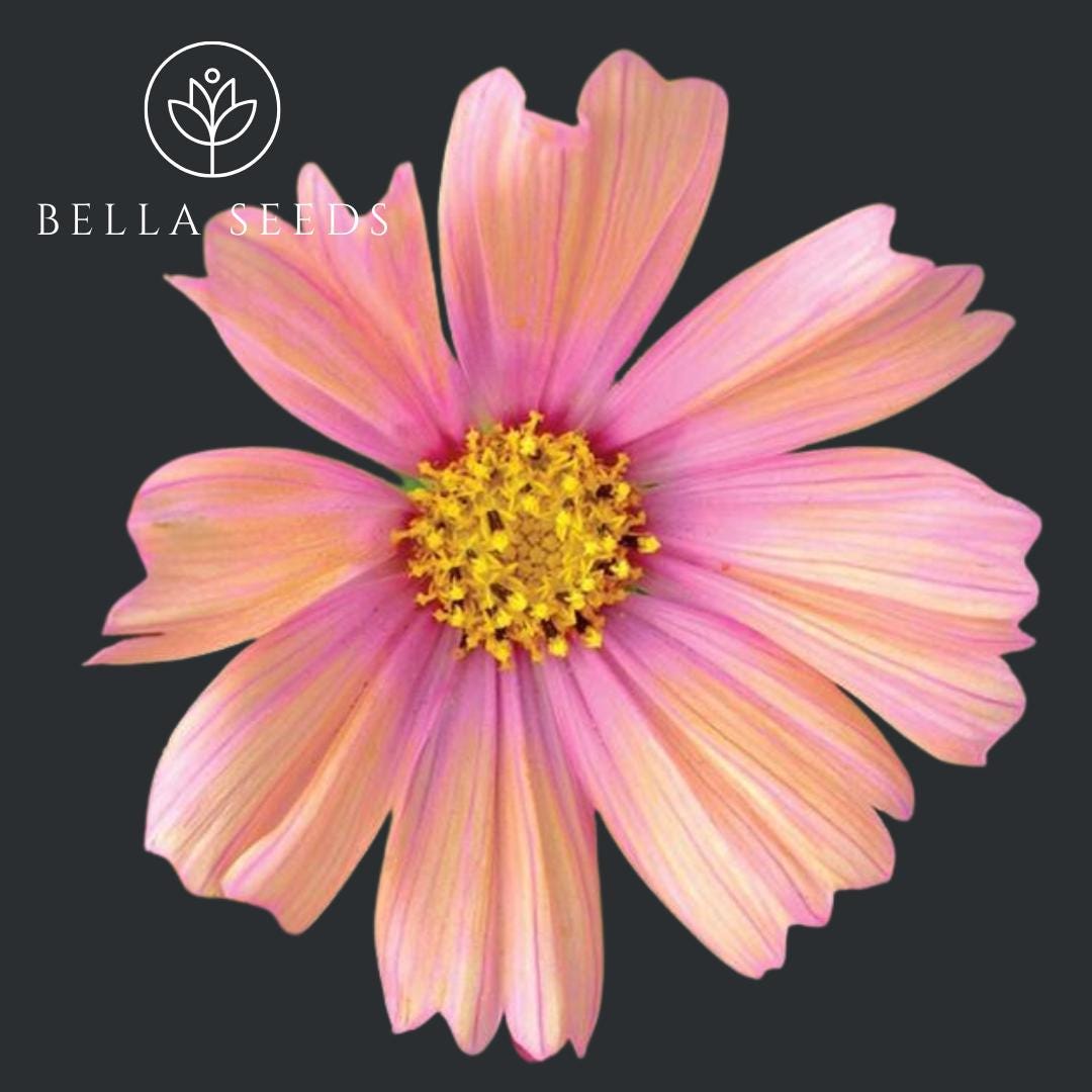 Cosmos Apricot Lemonade Flowers - 20 Seeds Pack || Vibrant Blooms for ...