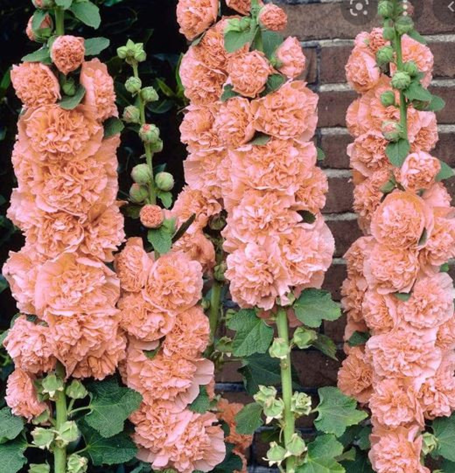 Hollyhock Chaters Double Salmon Seeds 15 Seeds Alcea Rosea - Etsy