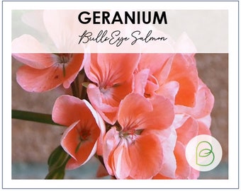 Geranium Maverick Abbleblossom Seeds Annual Flower Seeds Pelargonium X ...
