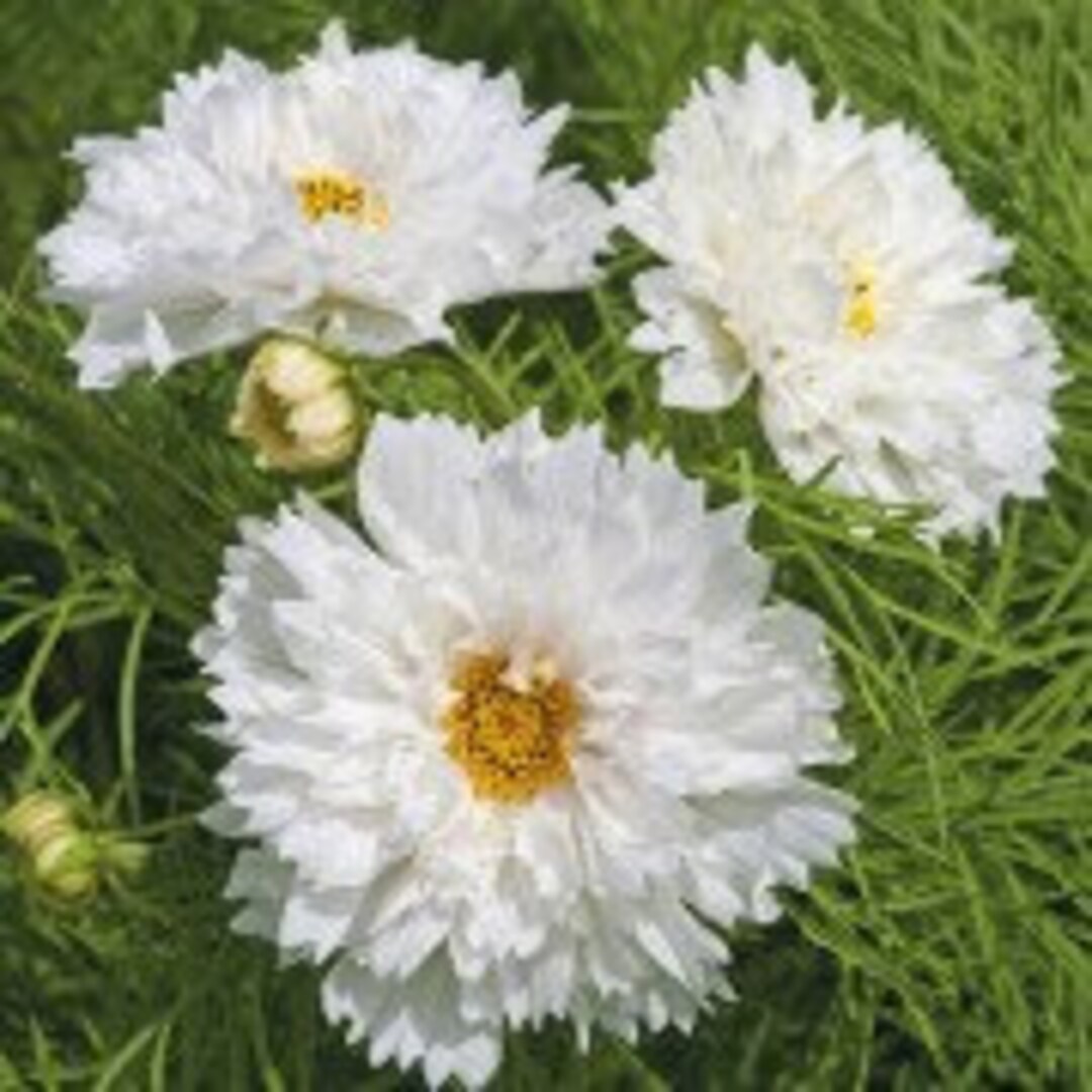 Cosmos Bipinnatus Double Dutch White 25 Seeds - Etsy