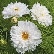 Cosmos Bipinnatus Double Dutch White 25 Seeds - Etsy