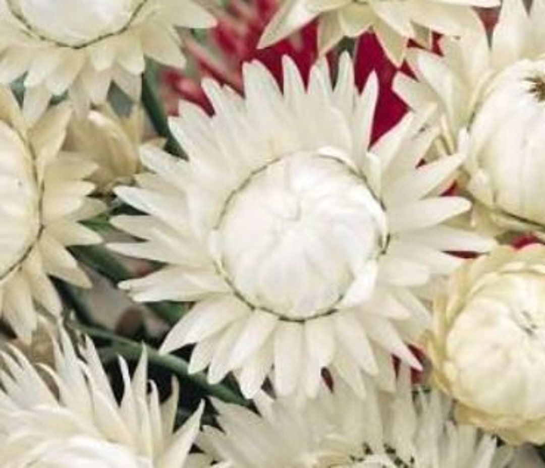 White Double Strawflower Seeds Helichrysum Bracteatum - Etsy