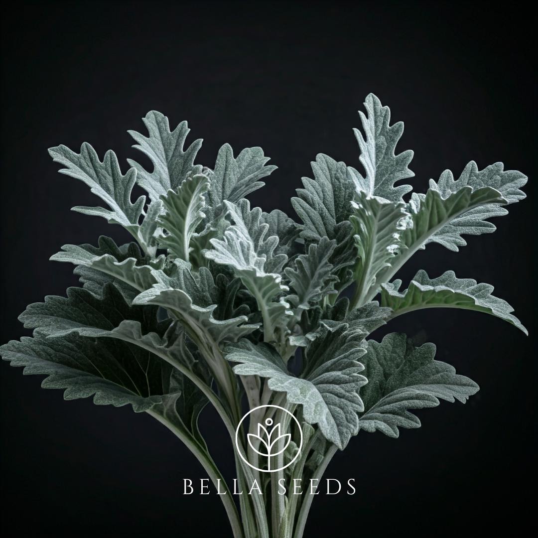 25 Dusty Miller New Look Seeds - Etsy
