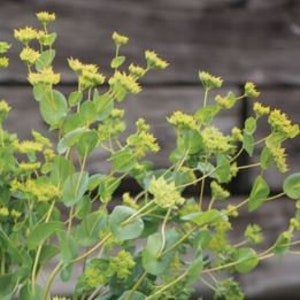 Bupleurum Green Gold Seeds, 25 Seeds - Etsy