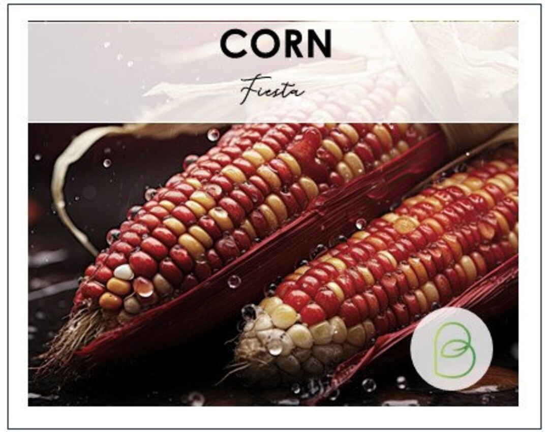 Fiesta Corn Seeds: Heirloom Ornamental Sweetcorn - Etsy