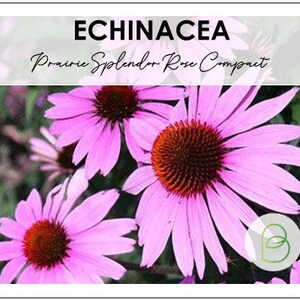 Echinacea Prairie Splendor Rose Compact 10 Seeds - Etsy