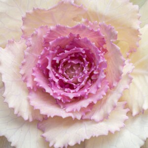 Crane Rose Flowering Ornamental Kale Seeds - Etsy