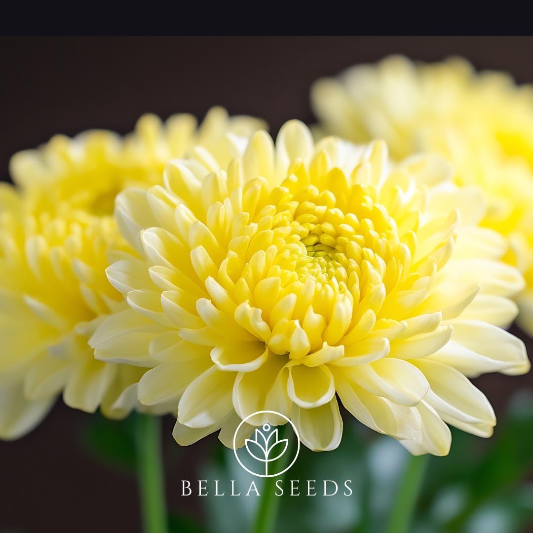 Aster Tower Yellow Seeds, 25 Seeds - Etsy