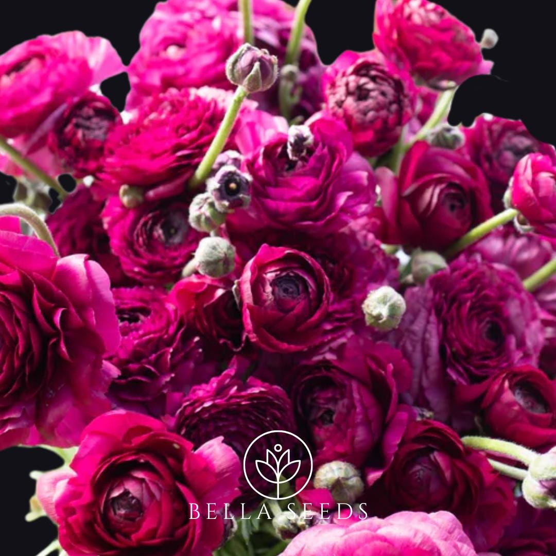 La Belle Violet Ranunculus Corms, La Belle Ranunculus Corms, 5-6 Cm, 10 ...