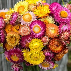 Strawflower Helichrysum - Tall Double Mix, 25 Seeds - Etsy