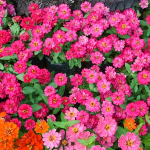 10 Zahara™ Raspberry Ripple Zinnia Seeds, Landscape Zinnias - Etsy