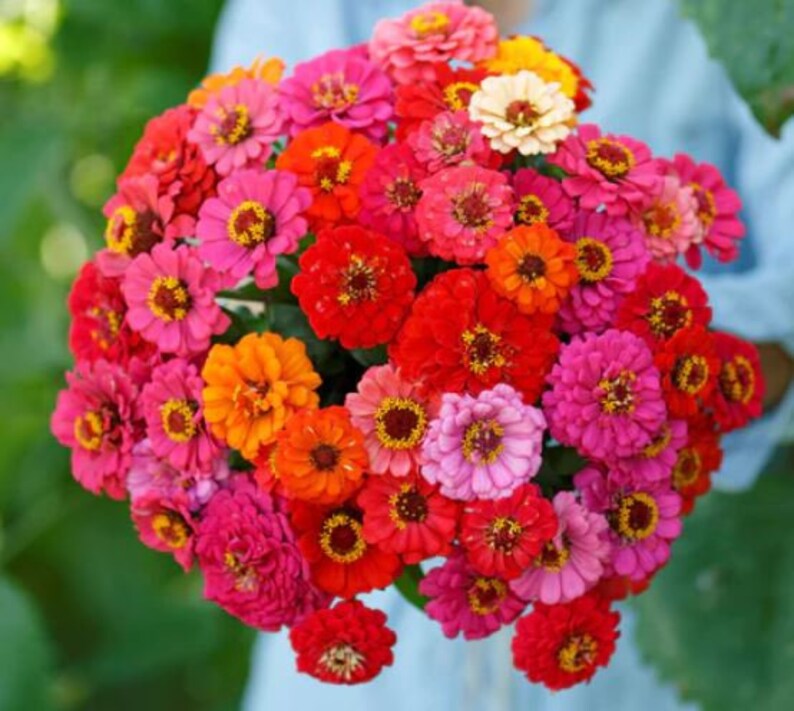 Zinnia Button Box Mix 25 Seeds Dwarf Zinnia - Etsy