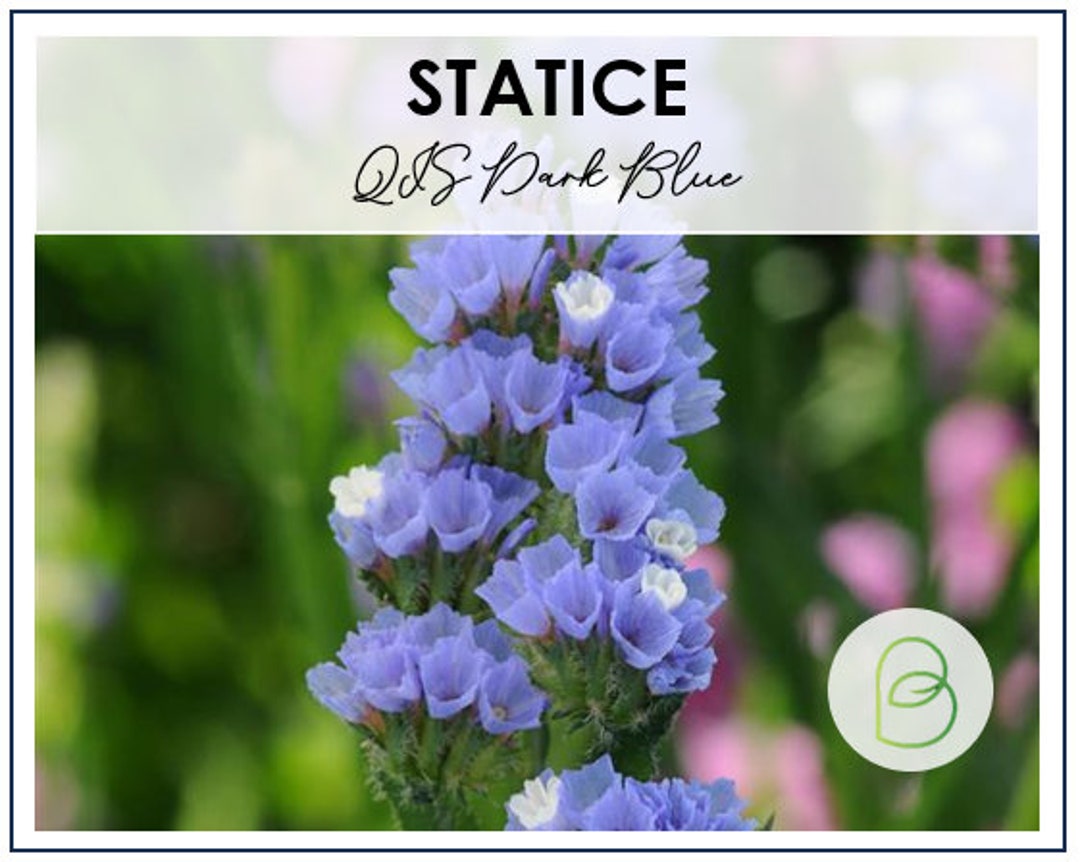 Statice QIS Dark Blue 20 Seeds - Etsy
