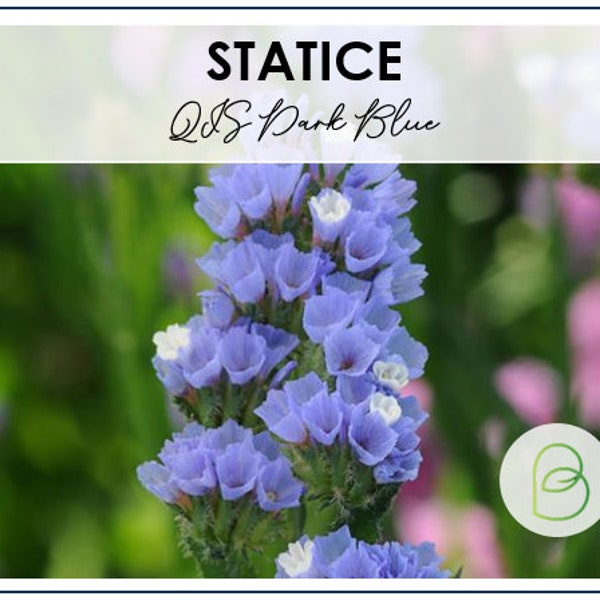 Statice Seeds - Etsy