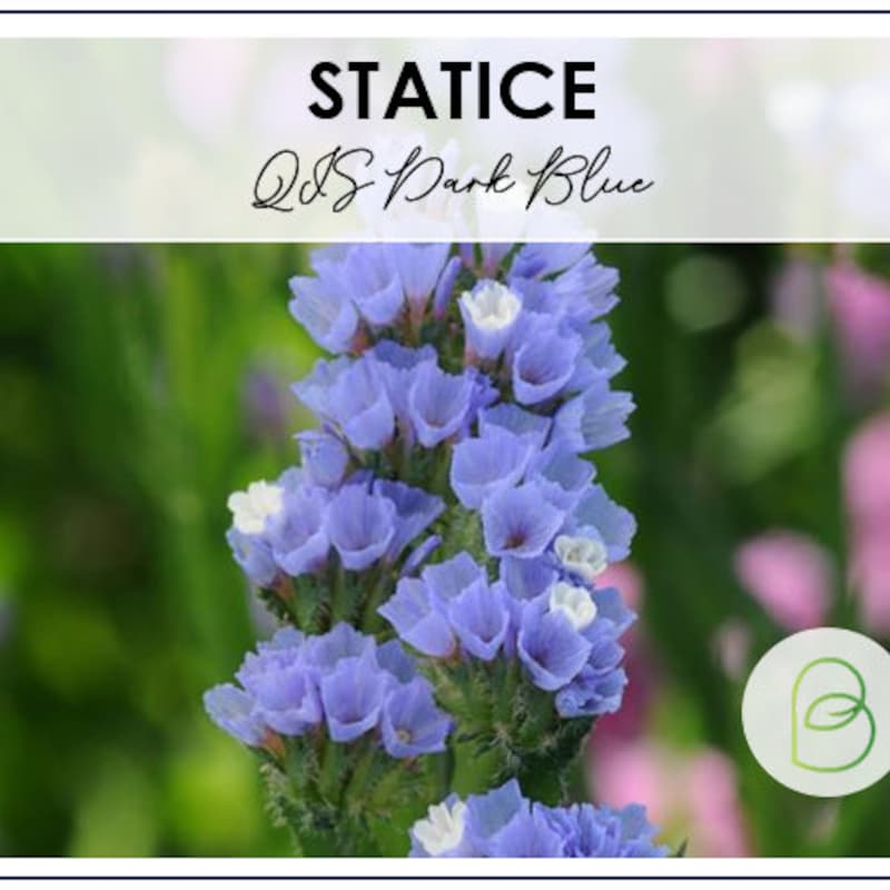 Statice Seeds - Etsy