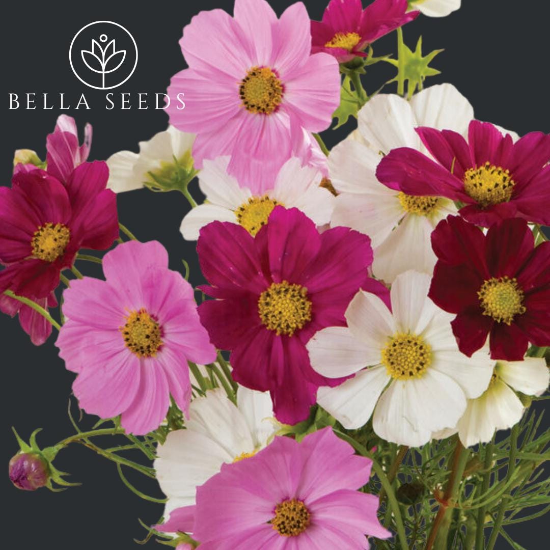 Versailles Mix Cosmos Seeds: Vibrant Cut Flowers - 25 Seeds - Etsy