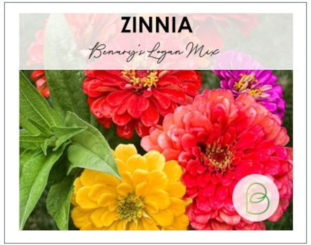 Benary's Giant Zinnia Logan Mix, 15 Seeds, Zinnia Mix, Heirloom Seeds - Etsy