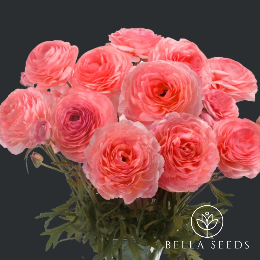 Romance Nohant Ranunculus Corms, Ranunculus Corms, Persian Buttercups ...