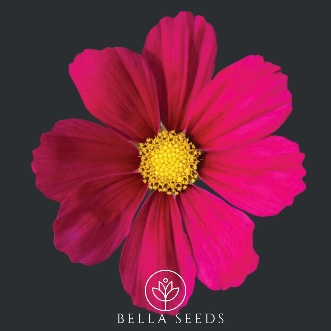 Versailles Red Cosmos Seeds: Vibrant Cut Flower Garden - Etsy