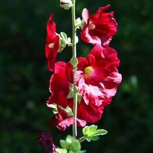 Alcea Rosea, Hollyhock Indian Spring 25 Seeds - Etsy