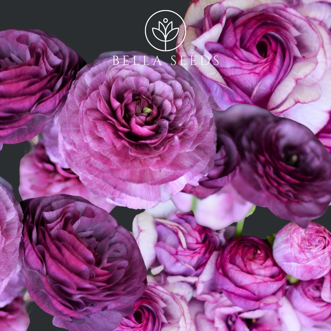 Purple Jean Amandine Ranunculus Corms, 5-6 Cm, 10 Corms, Ranunculus ...