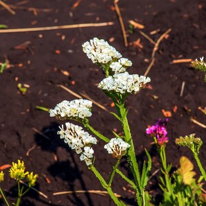 Statice Forever Silver 20 Seeds - Etsy