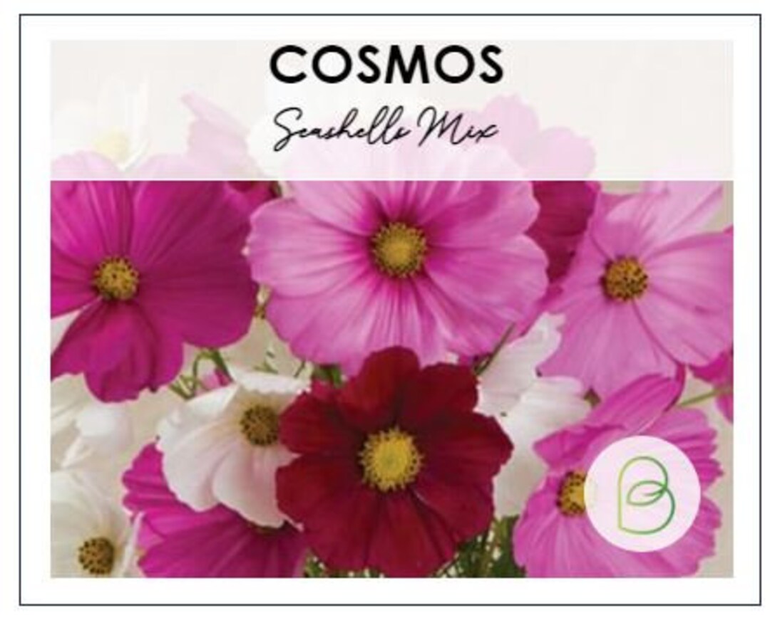 100 Cosmos Sea Shells Mix Seeds - Etsy