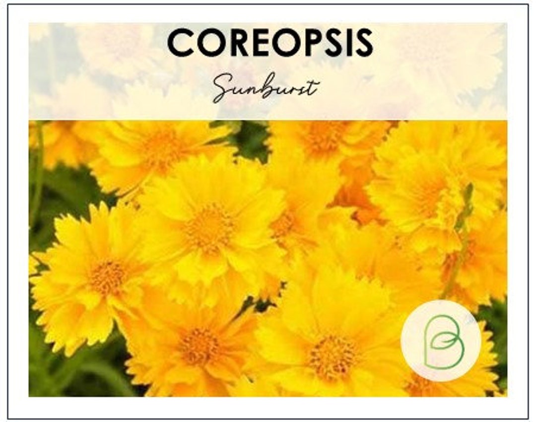 Coreopsis Sunburst 25 Seeds, Double Bloom Flower, Tickseed, Coreopsis ...
