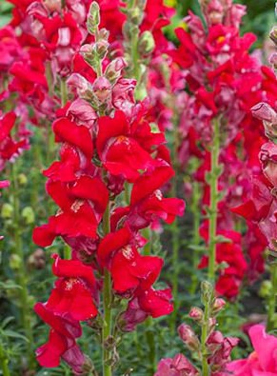 Snapdragon Ruby Red Seeds - Etsy