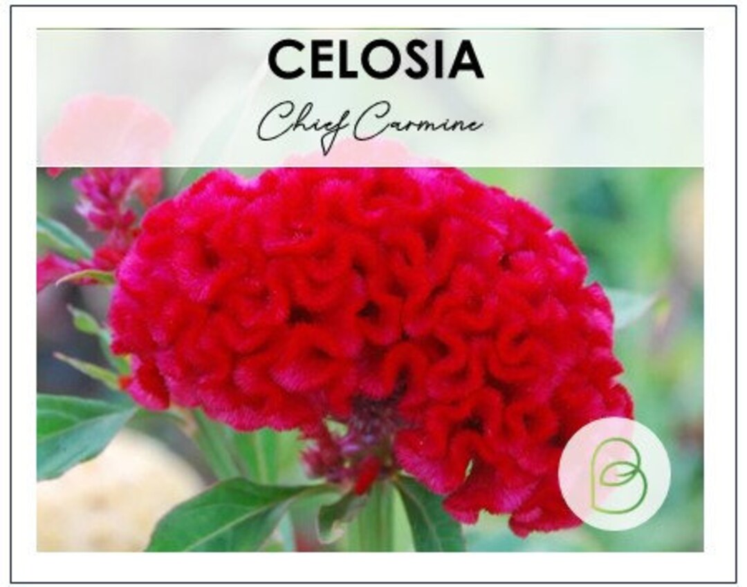 Celosia, Chief Carmine Seeds, Cockscomb Seeds, Red Celosia Flowers Cut ...