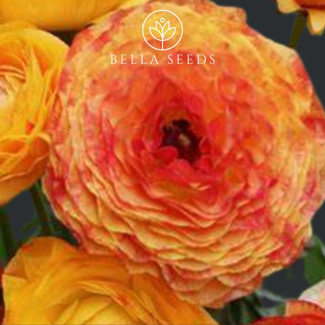 Orange Picotee Amandine Ranunculus Corms, 5-6 Cm, 10 Corms, Ranunculus ...