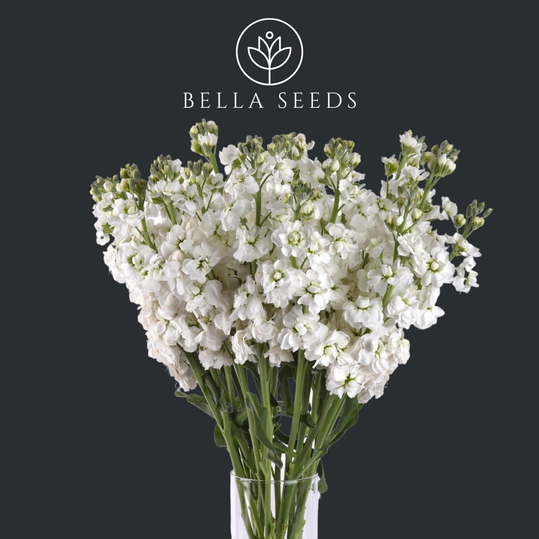 Stock Katz Hi Double White 10+ Seeds, Stock Matthiola - Etsy