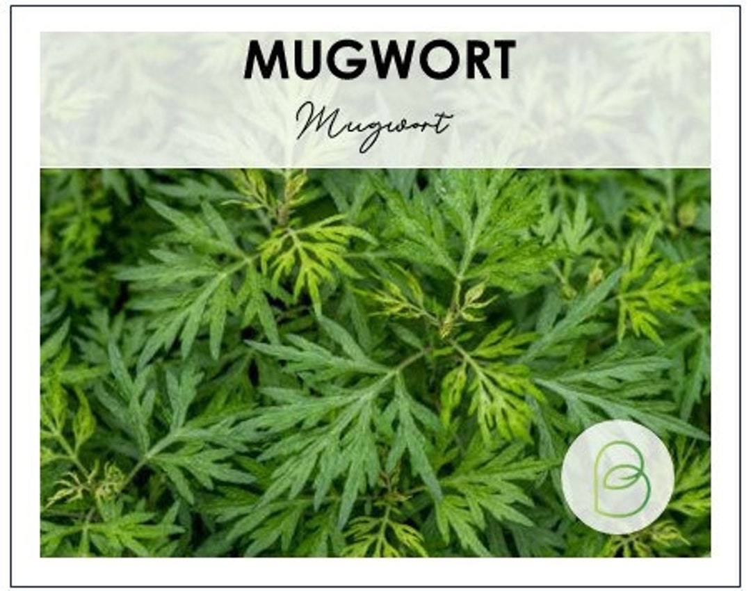 Mugwort Seeds: 200 Heirloom Non-gmo Herb Seeds - Etsy