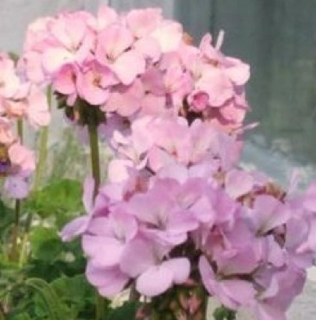 Geranium Maverick Abbleblossom Seeds Annual Flower Seeds Pelargonium X ...