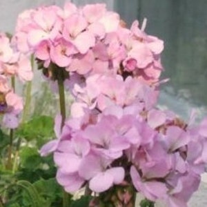 Geranium Maverick Abbleblossom Seeds | Annual Flower Seeds ...