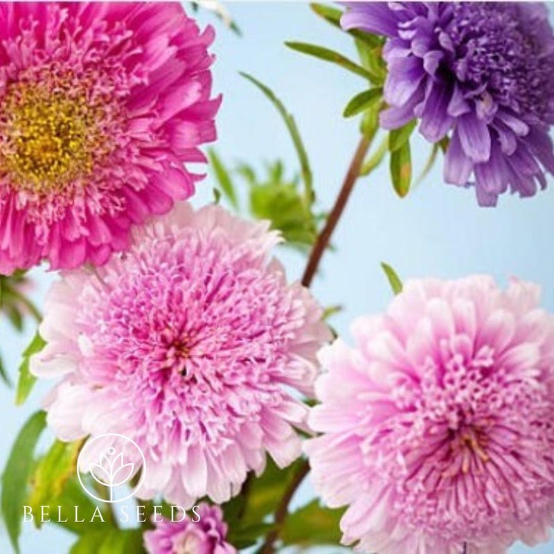 Powderpuff - Etsy