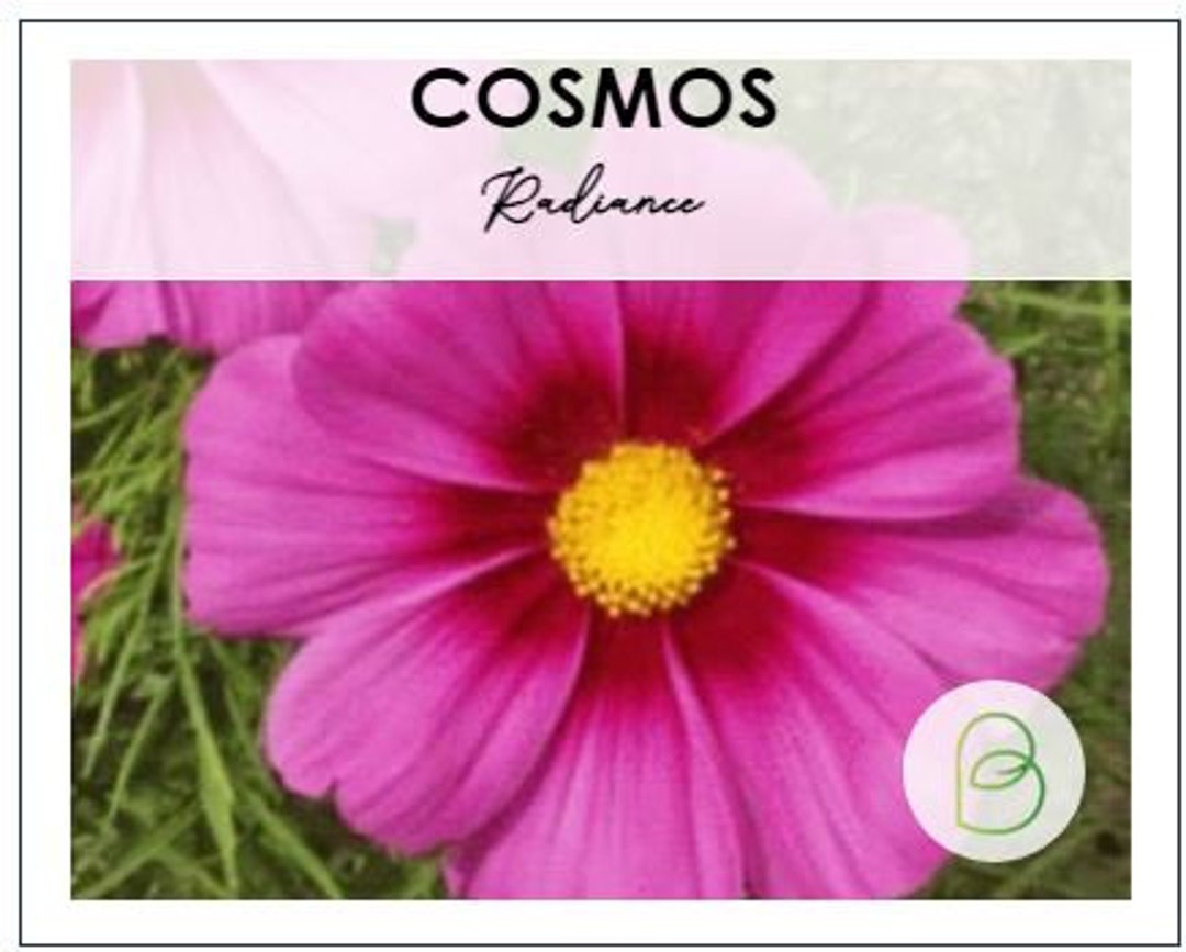 100 Cosmos Radiance Seeds - Etsy