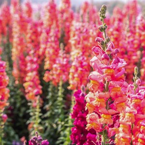 Snapdragon Tetra Mix Seeds Antirrhinum Majus Annual, Tender Perennial ...