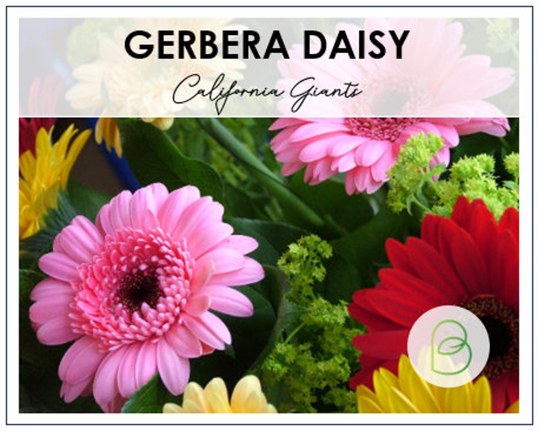 California Giants Gerbera Daisy Seed Mix - 10 Seeds - Etsy
