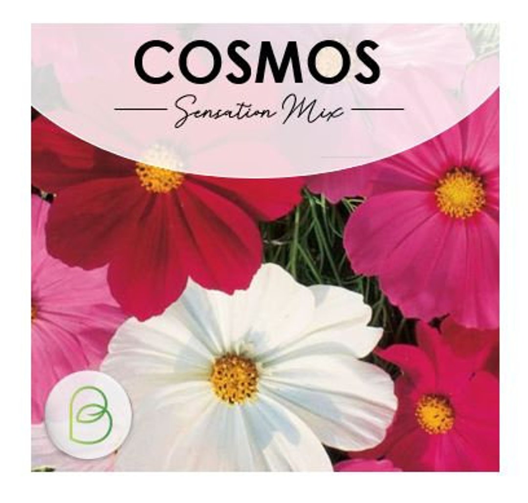 100 Cosmos Sensation Tall Mix Seeds - Etsy