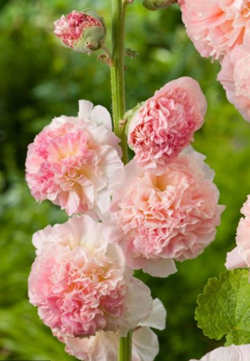 Hollyhock Chaters Double Salmon Seeds 15 Seeds Alcea Rosea - Etsy