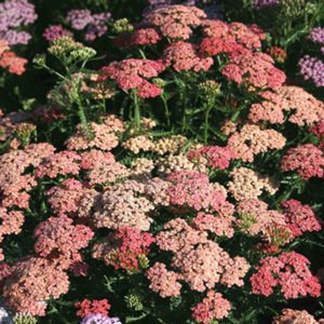Yarrow Colorado 50 Seeds - Etsy