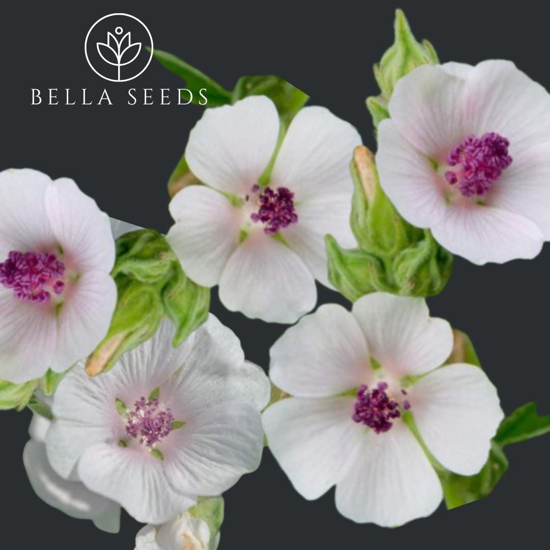 Marsh Mallow Seeds, Non-gmo, 20 Seeds, Garden Herb Seeds - Etsy