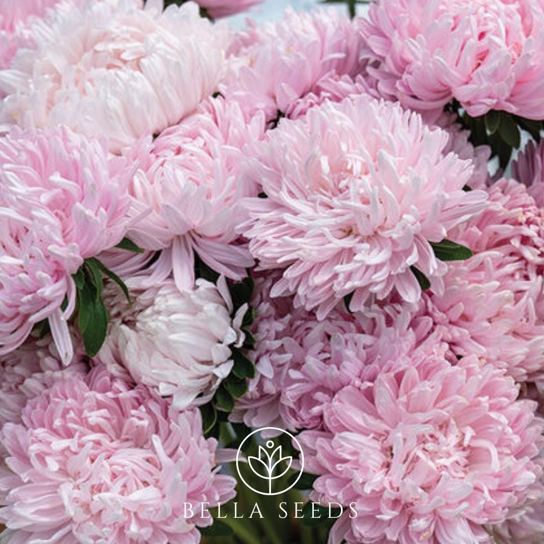 Souffle Light Pink China Aster Seeds, 25 Seeds, Callistephus Chinensis ...