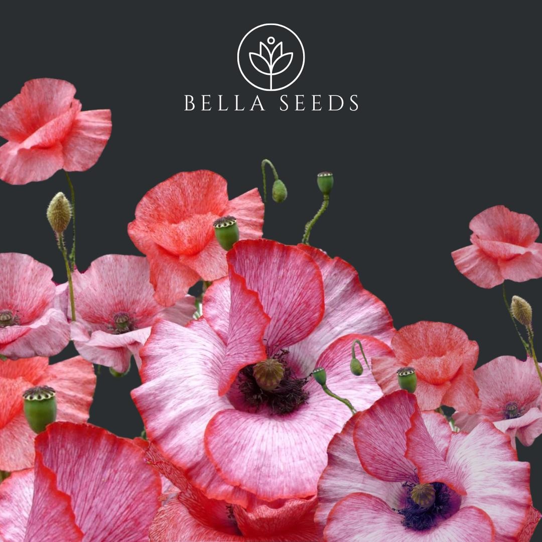 50 Mother of Pearl Poppy Seeds, Papaver Rhoeas - Etsy