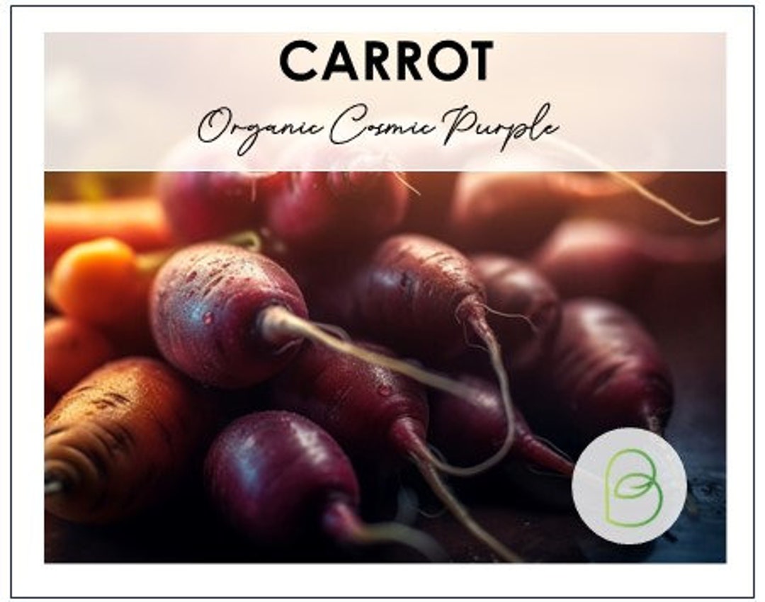 Organic Cosmic Purple Carrot 500 Seeds, (daucus Carota), Danvers Carrot ...